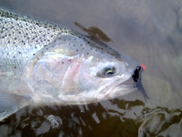 Southern Oregon Fishing Report by Confluence Outfitters